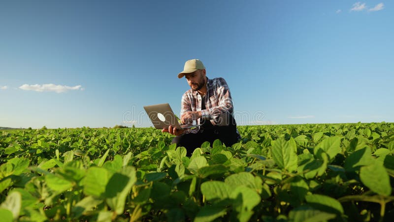 Vast Soybean Field Under a Clear Blue Sky, Highlighting Agricultural ...