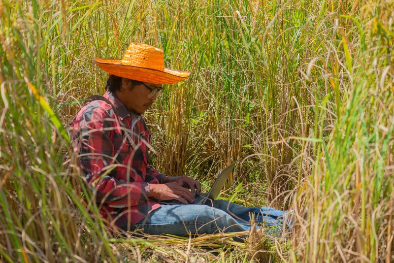 Farmer Using Computer Laptop Searching in the Rice Field. Stock Image ...