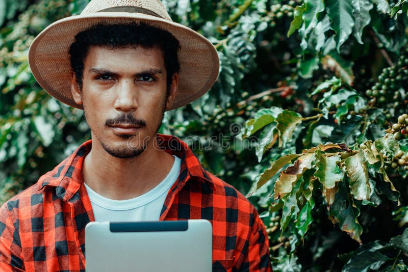 Farmer Using Digital Tablet Computer in Cultivated Coffee Field ...