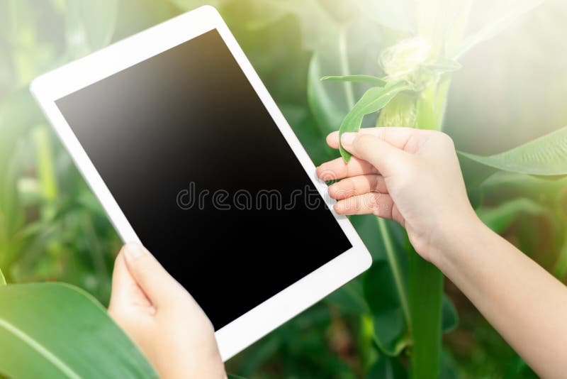 Farmer Using Digital Tablet Computer in Cultivated Corn Farm Fie Stock ...