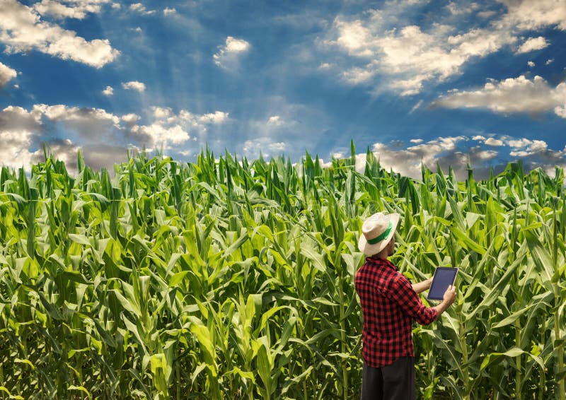 Farmer Using Digital Tablet Computer in Cultivated Corn Field Stock ...
