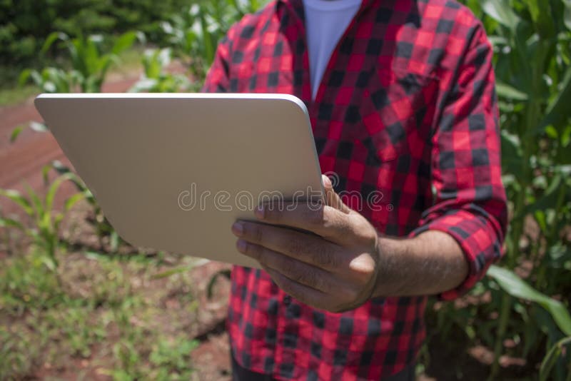 Farmer Using Digital Tablet Computer in Cultivated Corn Field ...