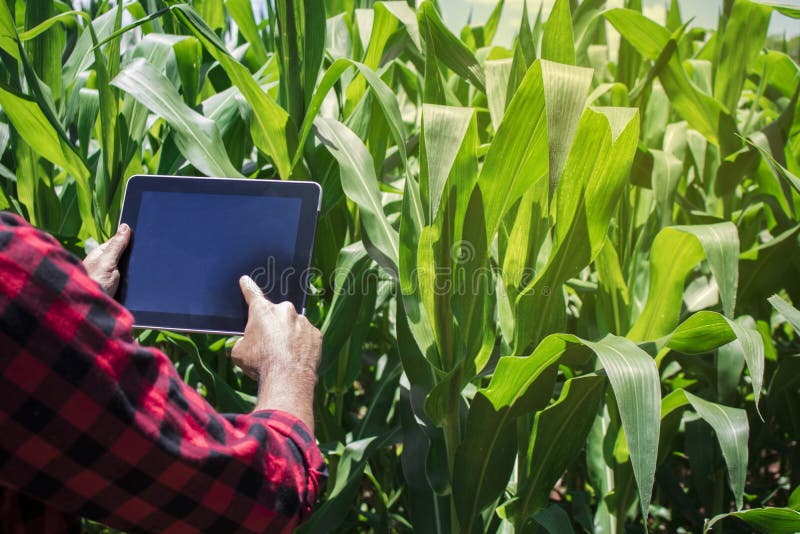 Farmer Using Digital Tablet Computer in Cultivated Corn Field ...