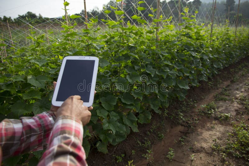 Farmer Using Digital Tablet Computer in Cultivated Cucumber Crops Field ...