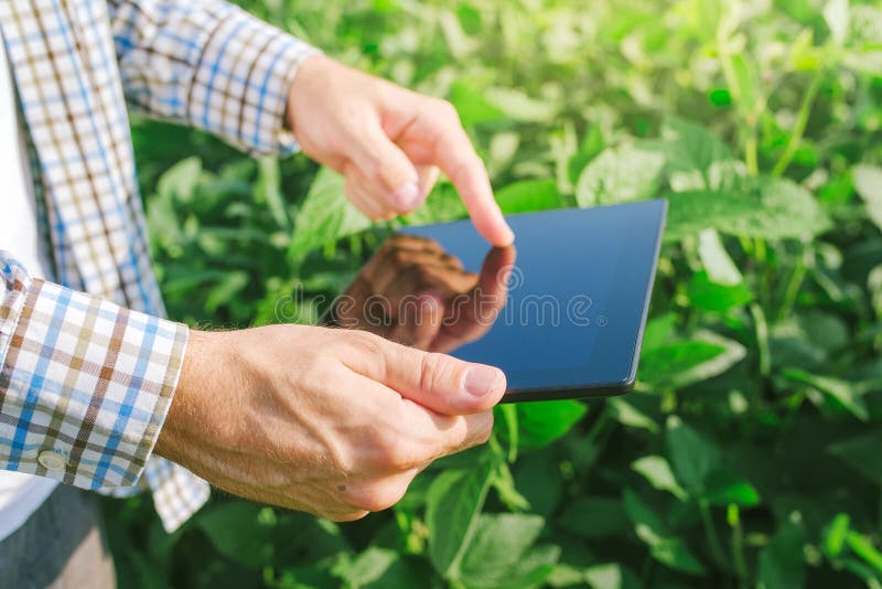 Farmer Using Digital Tablet Computer in Cultivated Soybean Crops Stock ...