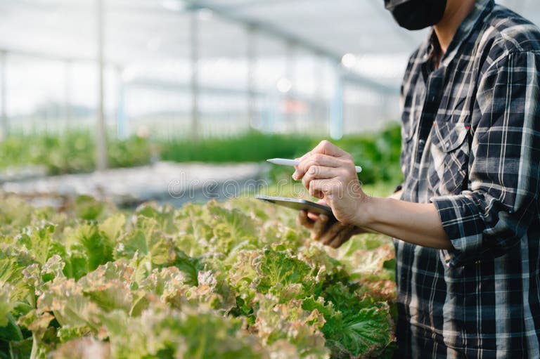 Farmer Using Digital Tablet Computer in Field, Technology Application ...