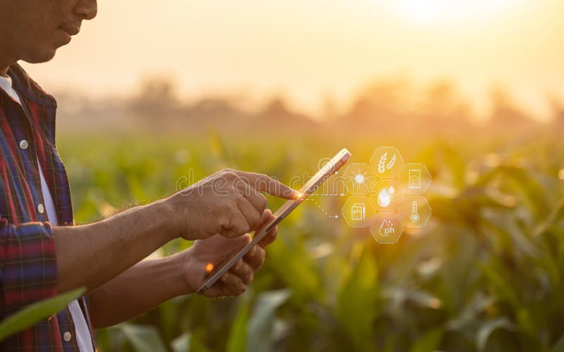 Farmer Using Digital Tablet in Corn Crop Cultivated Field with Smart ...
