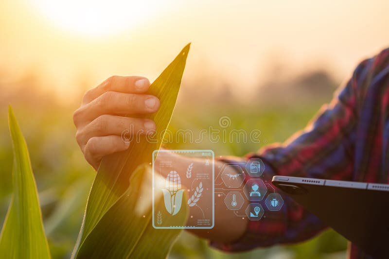 Farmer Using Digital Tablet in Corn Crop Cultivated Field with Smart ...