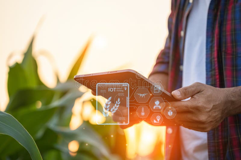 Farmer Using Digital Tablet in Corn Crop Cultivated Field with Smart ...