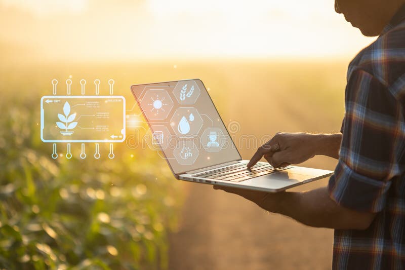 Farmer Using Digital Tablet in Corn Crop Cultivated Field with Smart ...