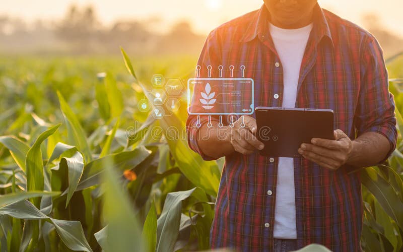 Farmer Using Tablet Field Sunset Modern Agriculture Management Stock ...