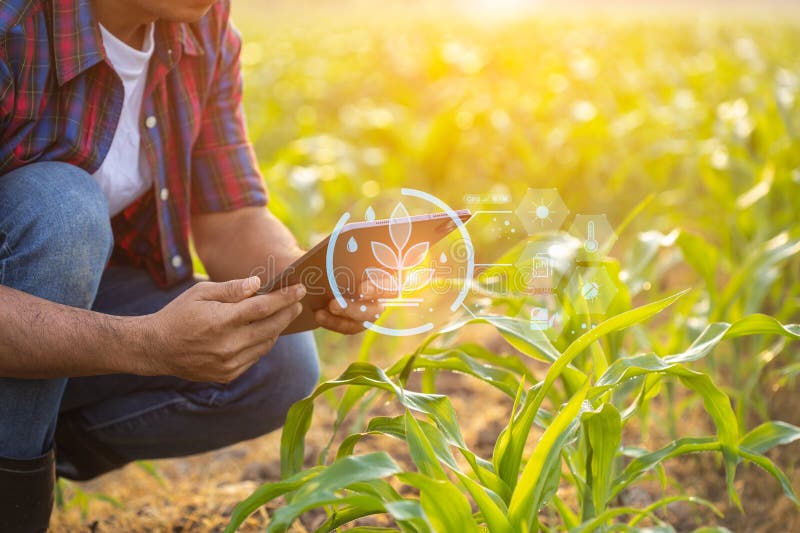 Farmer Using Digital Tablet in Corn Crop Cultivated Field with Smart ...