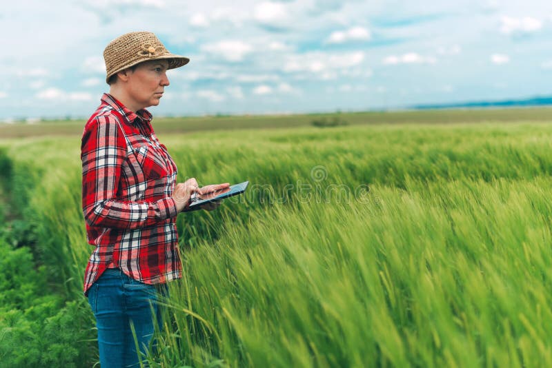 Farmer Using Digital Tablet in Wheat Crop Field Stock Photo - Image of ...