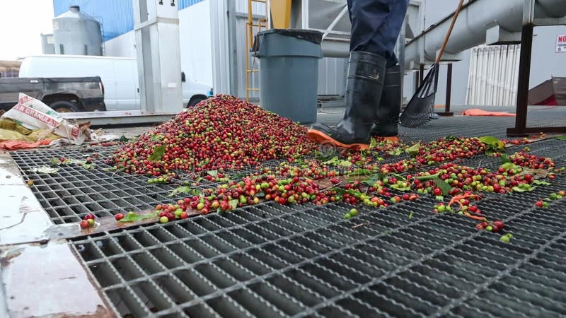 Farmer Using His Boots To Filter Harvest Coffee Beans at a Coffee ...