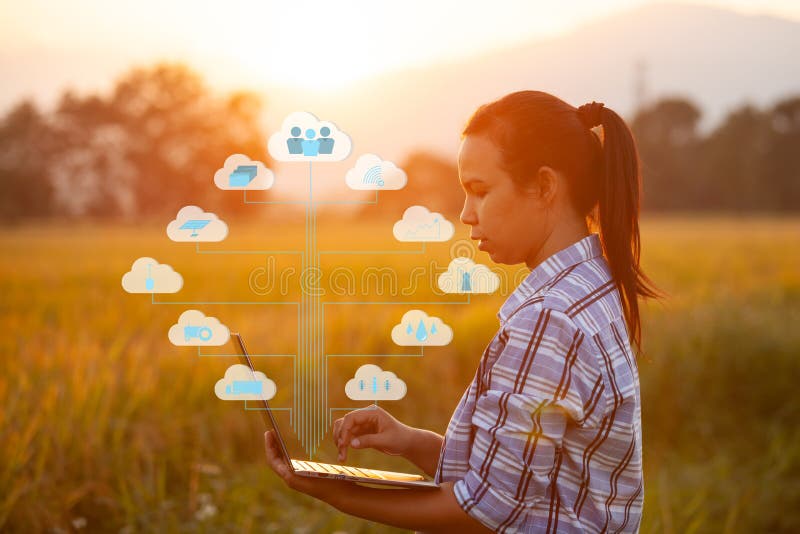 Farmer Using Laptop Computer in Cultivated Paddy Field Stock Photo ...