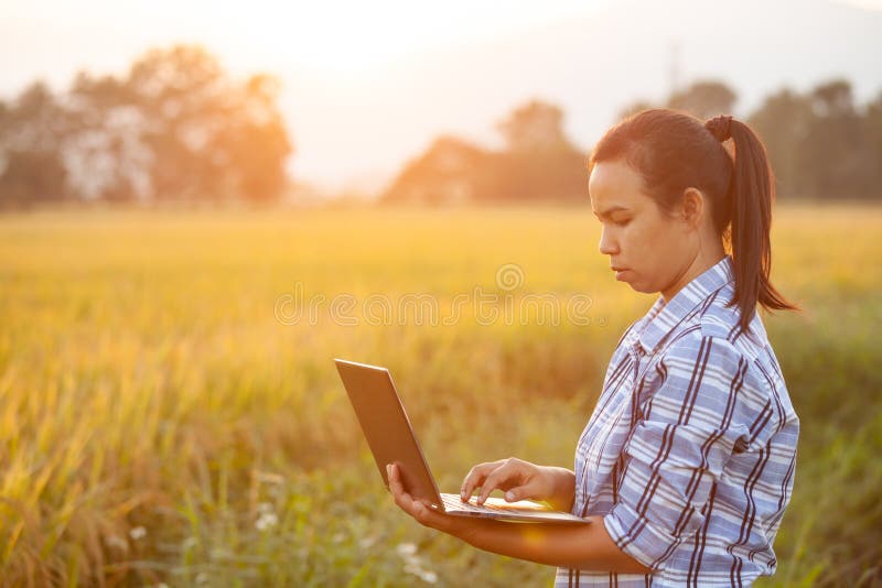 Farmer Using Laptop Computer in Cultivated Paddy Field Stock Photo ...