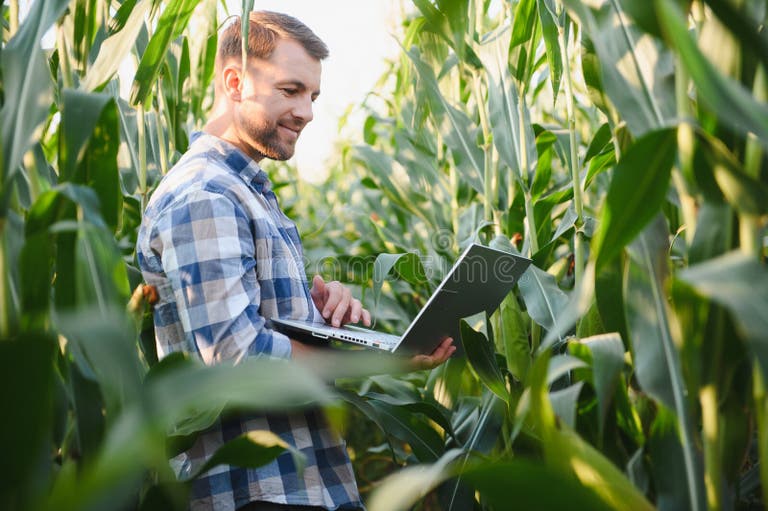 Farmer Using Laptop in Corn Field for Precision Agriculture Stock Image ...