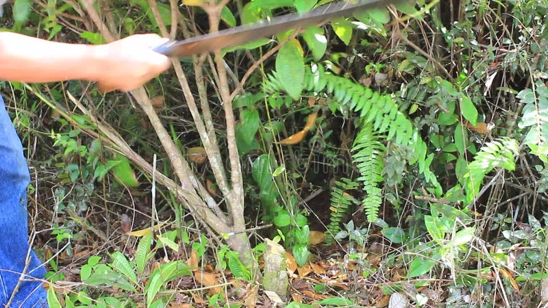 A Farmer Using a Machete To Cut Down a Small Tree Stock Footage - Video ...