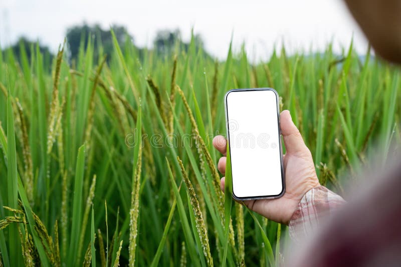 Farmer Using Mobile with Blank White Screen Checking Report of ...
