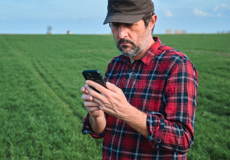 Farmer Using Mobile Smartphone in Wheat Seedling Field, Smart Farming ...