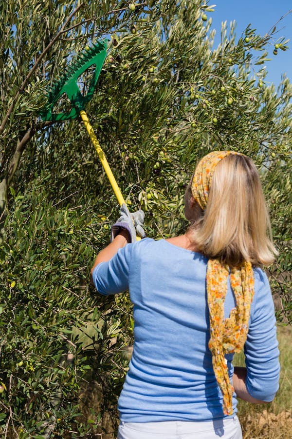 Farmer Using Olives Picking Tools while Harvesting Stock Image - Image ...