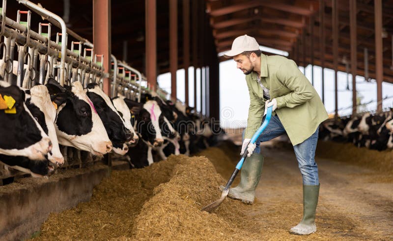 Farmer Using Shovel To Feed Cows in Stables Stock Photo - Image of beef ...
