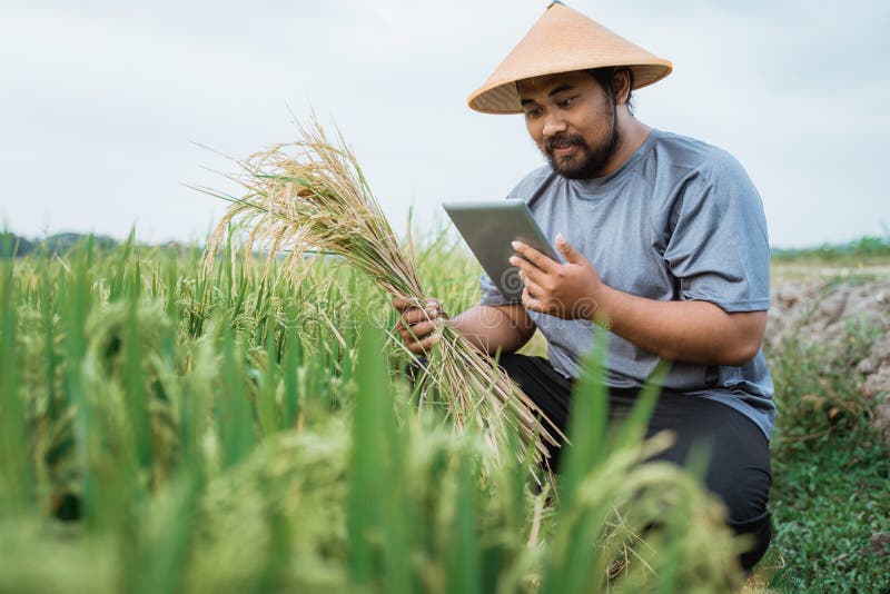 Farmer Using Smart Technology Gadget for Agriculture Stock Image ...