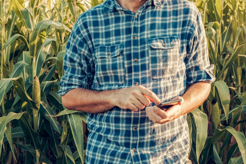 Farmer Using Smartphone in Corn Field Stock Photo - Image of crop ...