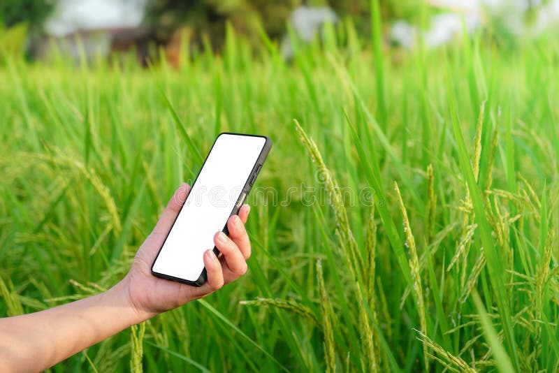 Farmer Using Smartphone at Rice Field. Farmer Using Mobile Checking ...