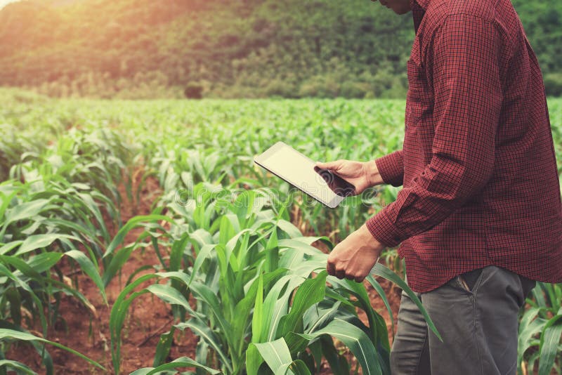 Farmer Using Tablet Computer Checking Data of Agriculture Corn F Stock ...