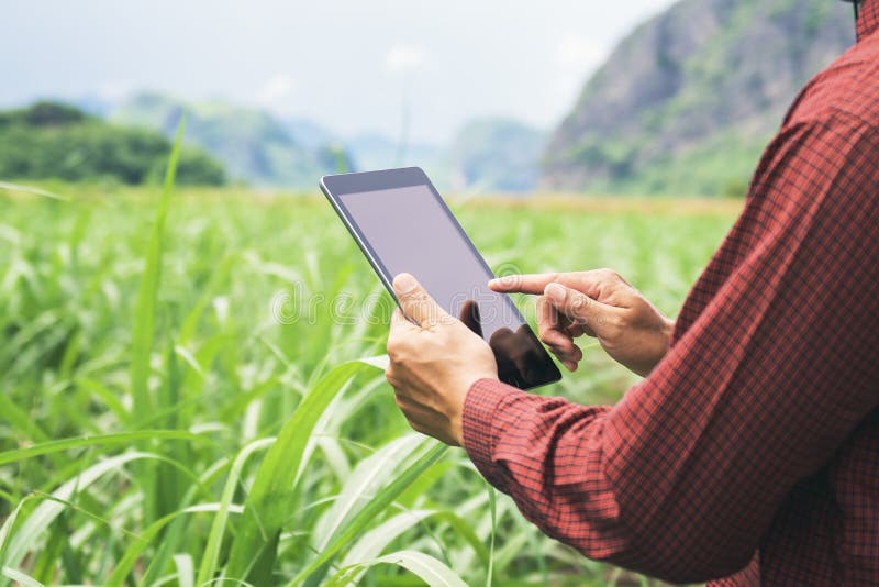 Farmer Using Tablet Computer Checking Data of Agriculture Sugarcene ...