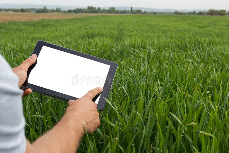 Farmer Using Tablet Computer In Green Wheat Field. White Screen. Stock ...