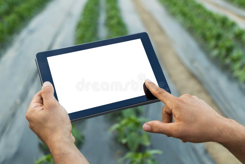 Farmer Using Tablet Computer in Greenhouse. White Screen Stock Image ...