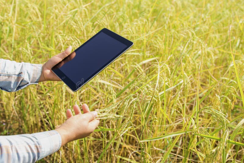 Farmer Using Tablet Technology Inspecting Rice Growing Stock Image ...