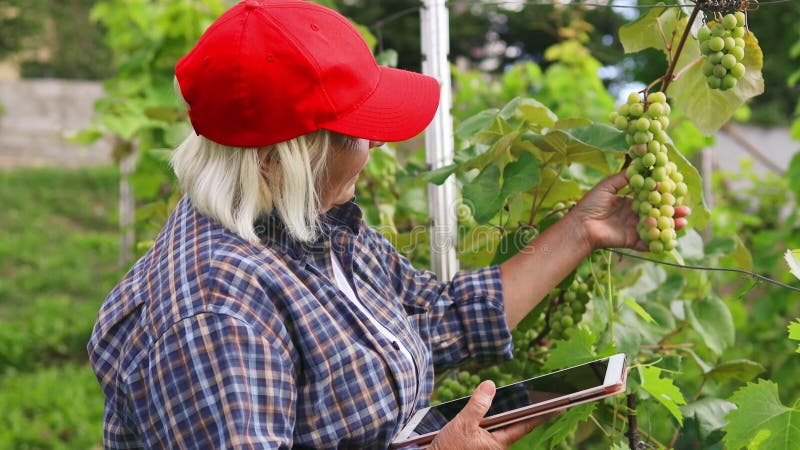 Farmer Using Tablet To Record the Growing of Grapes and for Checking ...
