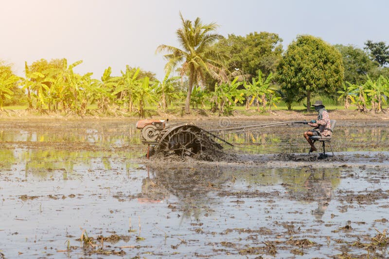 Farmer Using Tiller Tractor in Rice Field Stock Image - Image of ...