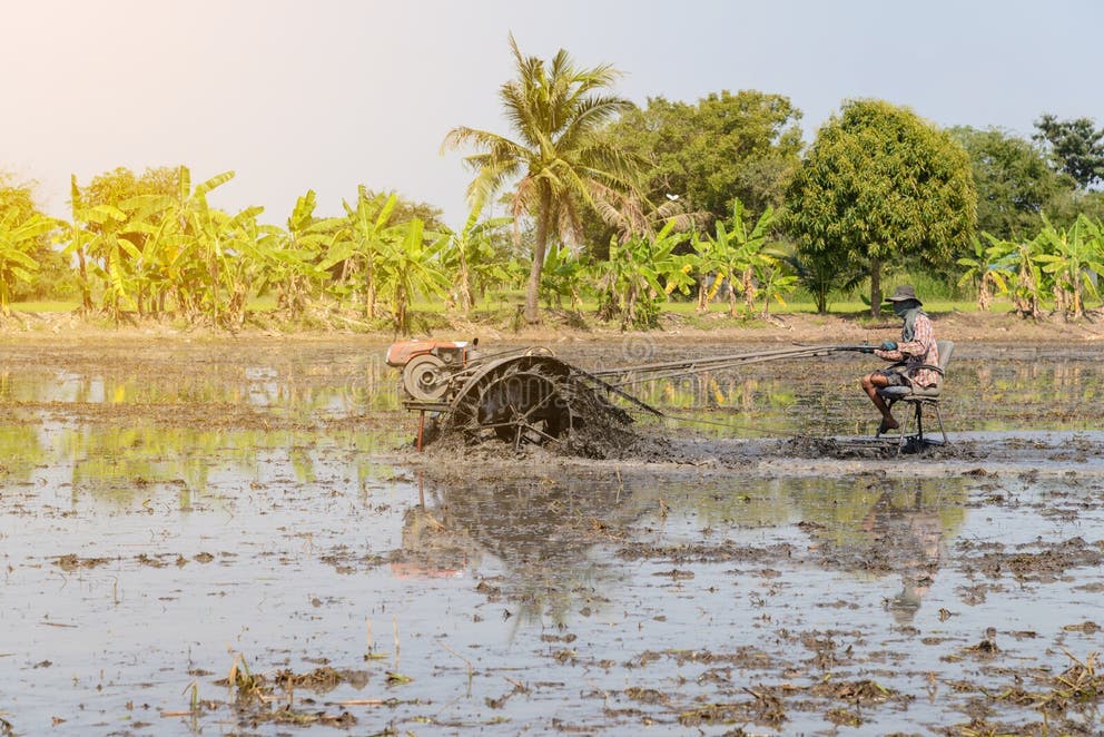 Farmer Using Tiller Tractor in Rice Field Stock Image - Image of ...