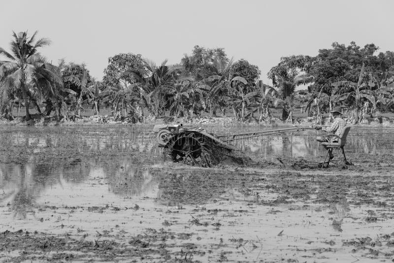 Farmer Using Tiller Tractor in Rice Field Stock Photo - Image of people ...