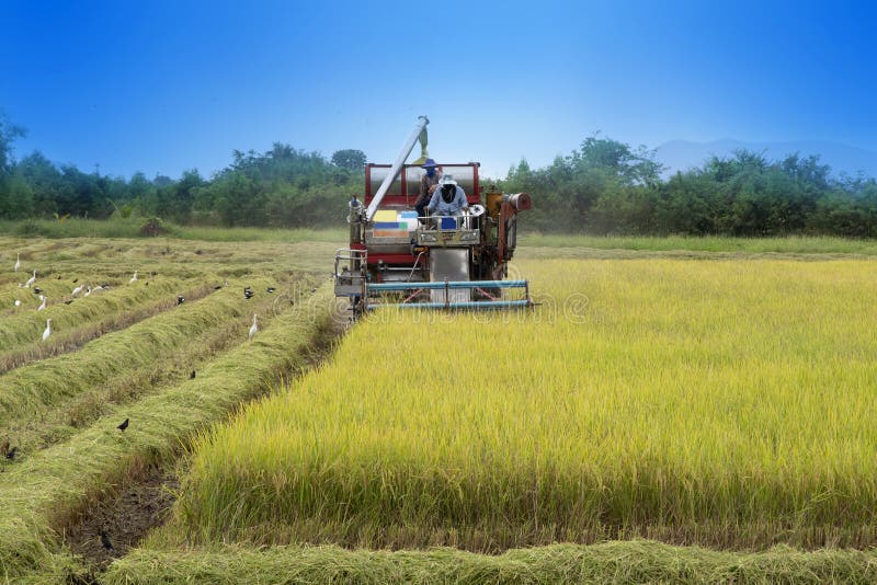Farmer Using Tractor To Harvest Rice Crops in the Fields Stock Photo ...
