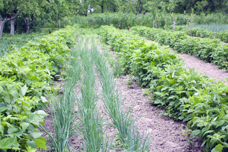 Farmer Vegetable Garden in Spring Stock Photo - Image of food ...