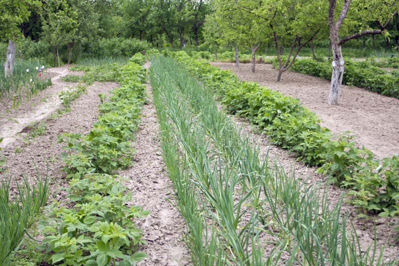 Farmer Vegetable Garden in Spring Stock Photo - Image of fertilizer ...