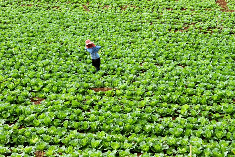 Farmer and vegetable plot. stock photo. Image of farm - 129609726
