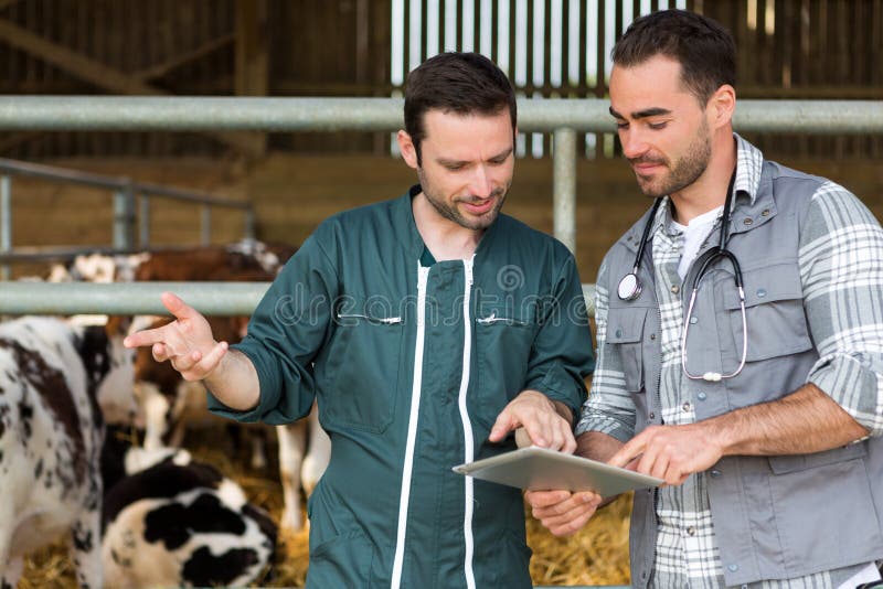 Farmer and Veterinary Working Together in a Barn Stock Photo - Image of ...
