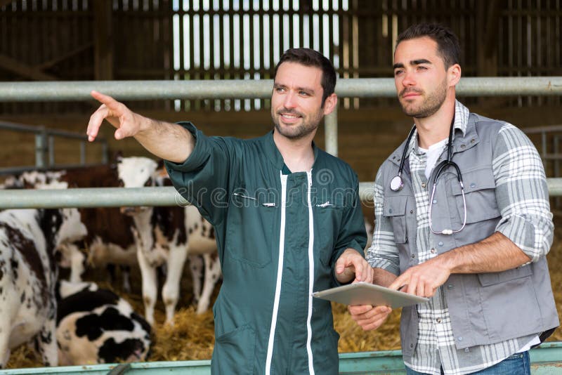 Farmer and Veterinary Working Together in a Barn Stock Photo - Image of ...