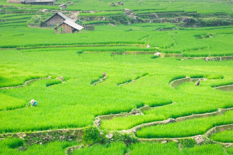 Farmer in Vietnam is Growing Rice in the Terrace Stock Photo - Image of ...