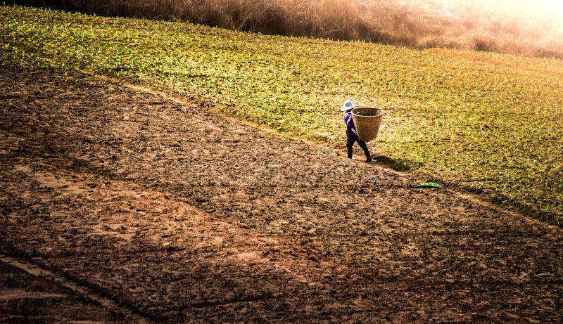 Farmer Walk in Cabbage Field in Sunset Phetchabun Province , Thailand ...