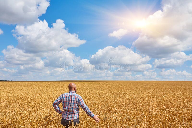 Farmer Walking through a Wheat Field Stock Image - Image of golden ...