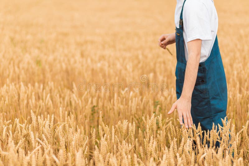 Farmer Walking through a Golden Wheat Field Stock Image - Image of ...