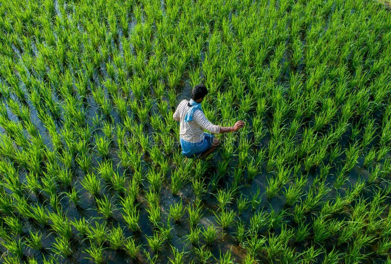 A farmer in a paddy field stock image. Image of traditional - 269646389