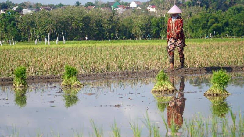 A Farmer is Walking on a Rice Field Embankment Stock Image - Image of ...